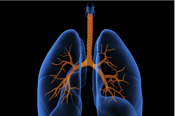 Department of medical physiology - Medical School
